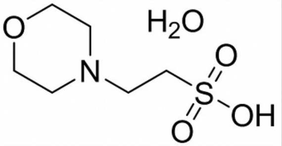 MES MONOHYDRATE - BioRuler